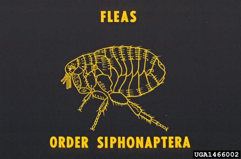 fleas (Order Siphonaptera)
