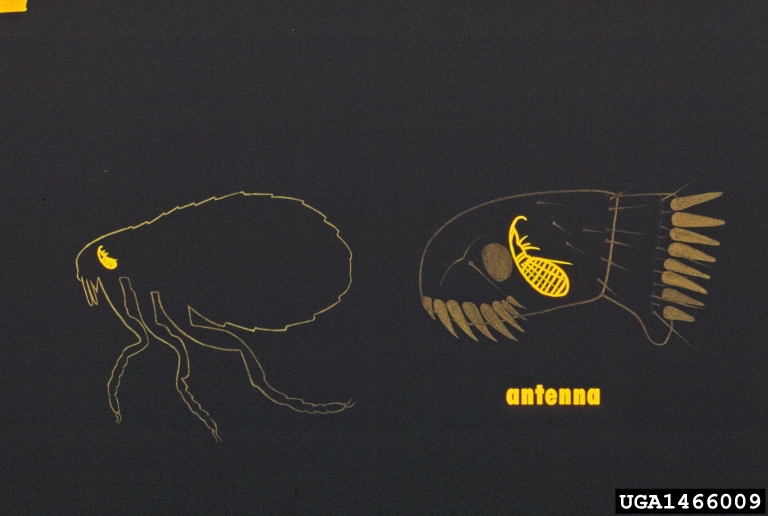 fleas (Order Siphonaptera)