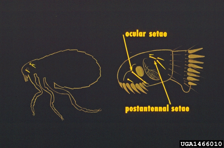 fleas (Order Siphonaptera)