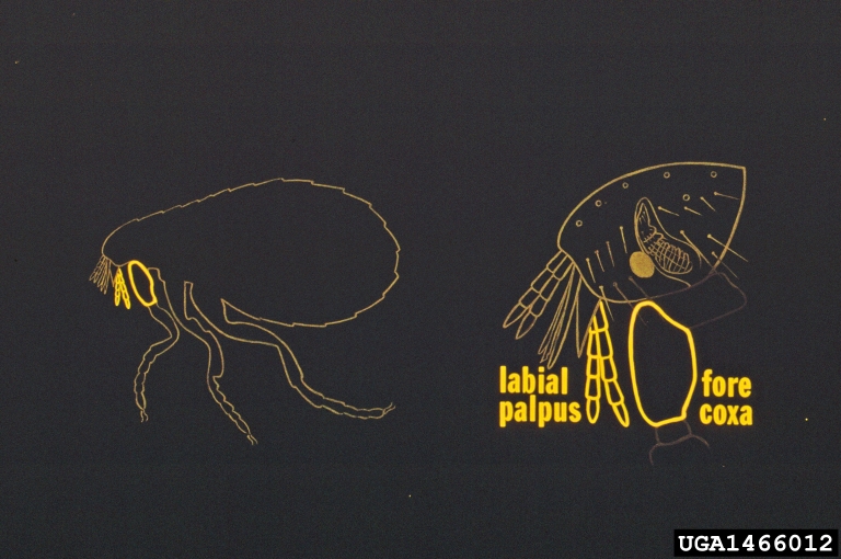 fleas (Order Siphonaptera)