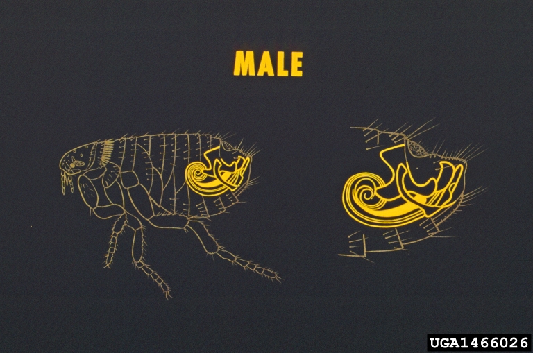 fleas (Order Siphonaptera)