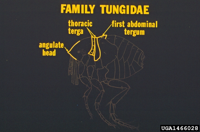 fleas (Subfamily Tunginae) (Subfamily Tunginae)
