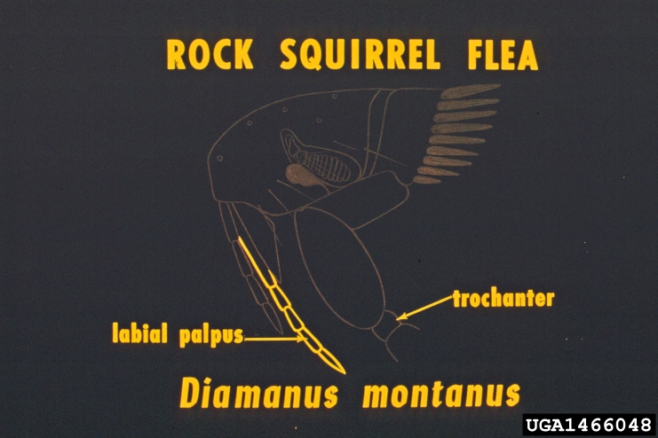 rock squirrel flea (Oropsylla montanus)