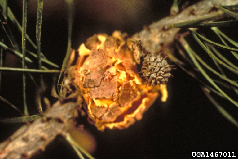 western gall rust (Endocronartium harknessii)