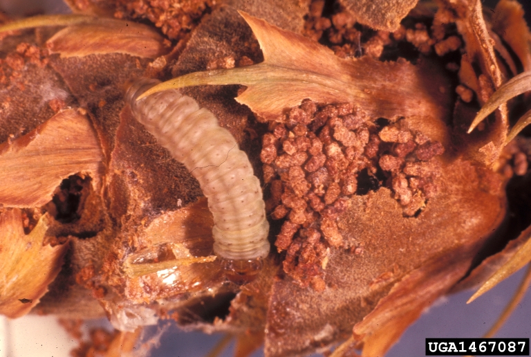 cone worms (Genus Dioryctria Zeller)