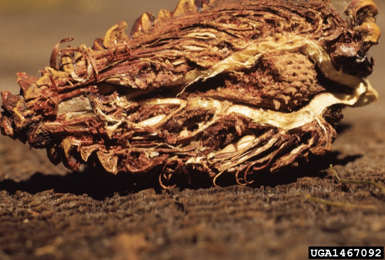 seed worms (Genus Cydia Hubner 1825)