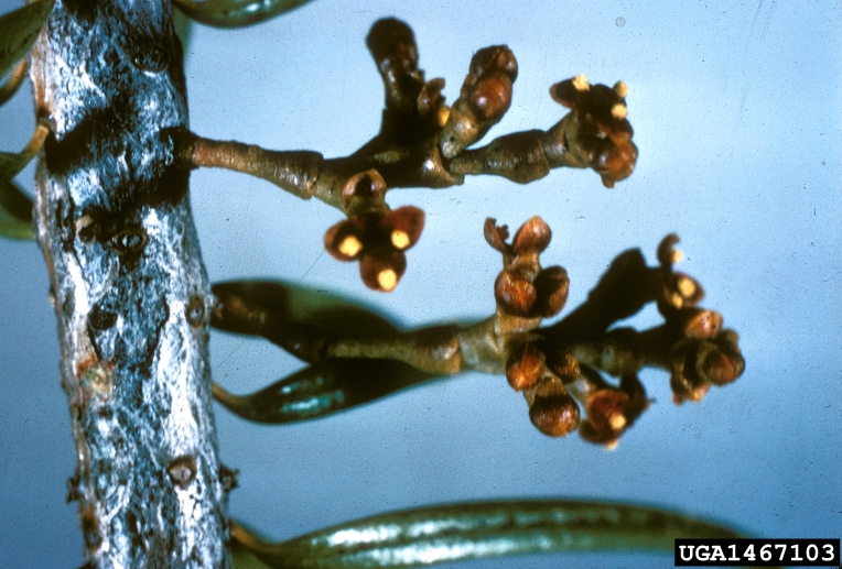 dwarf mistletoes (Genus Arceuthobium Bieb.)