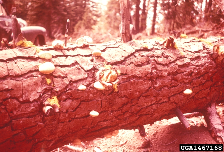 veiled polypore (Cryptoporus volvatus (Peck) Shear)