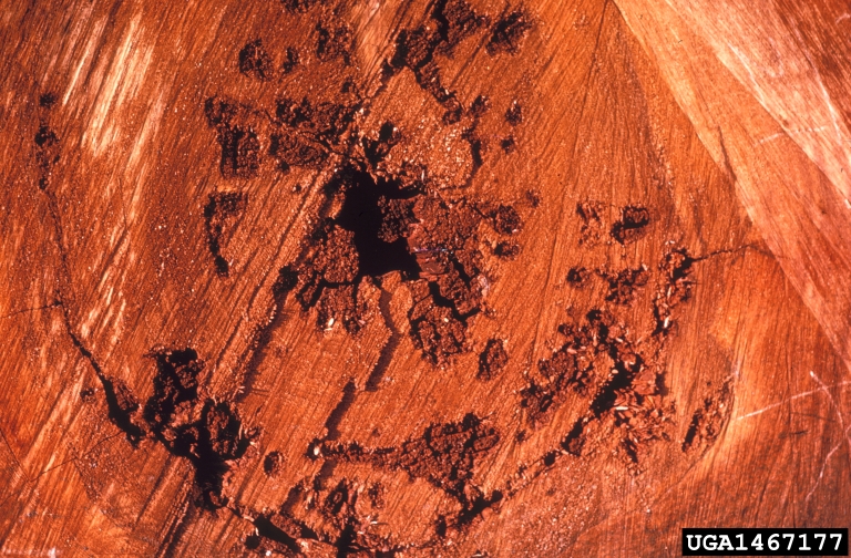 redwood trunk rot (Poria sequoiae Bonar)