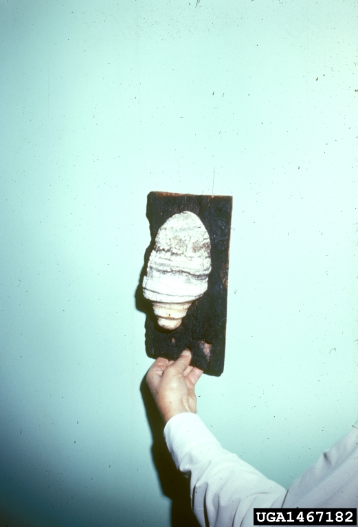 heart rot (Laricifomes officinalis (Fr.) Bondartsev & Singer)