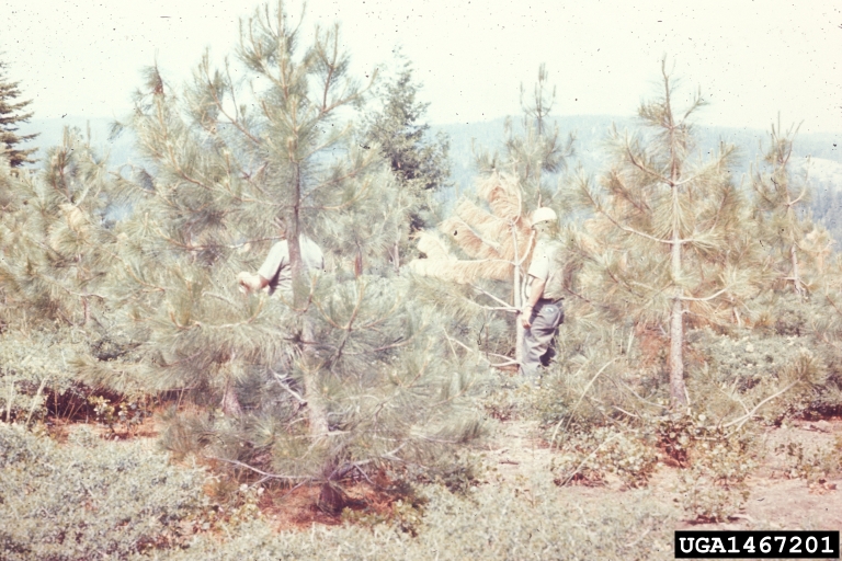 frost and winter injury (general)