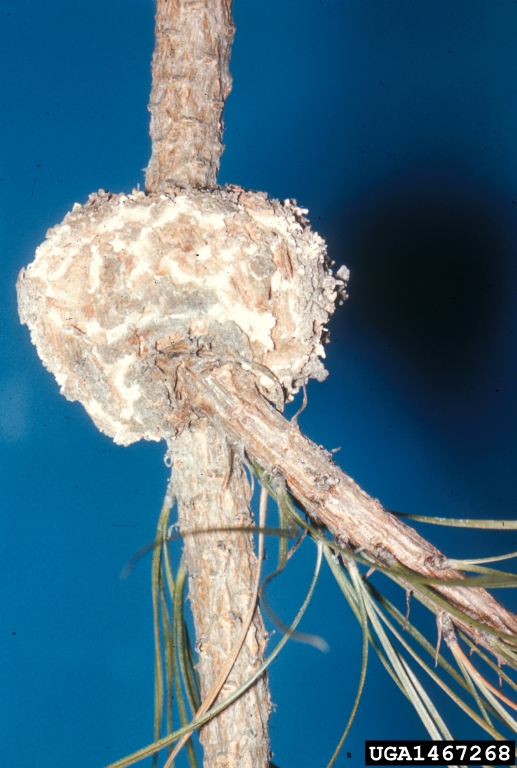 western gall rust (Endocronartium harknessii Hirats.)