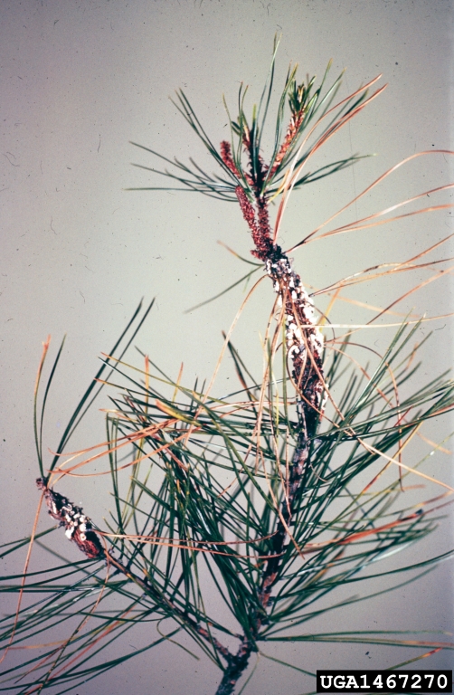 western gall rust (Endocronartium harknessii Hirats.)