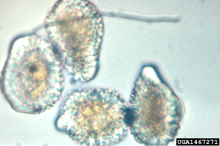 western gall rust (Endocronartium harknessii)