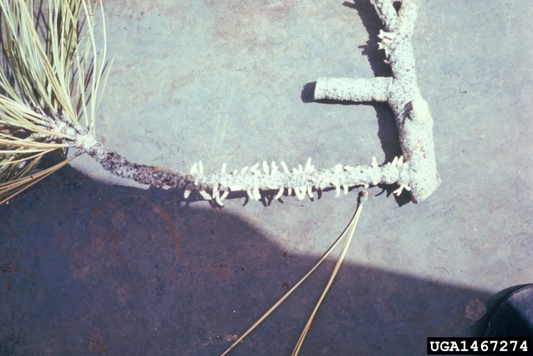 limb rust (Peridermium filamentosum)