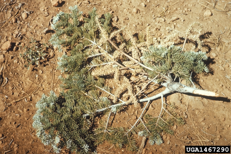 fir broom rust (Melampsorella caryophyllacearum (DC.) J. Schröt)