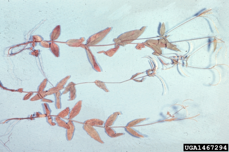 fir broom rust (Melampsorella caryophyllacearum)