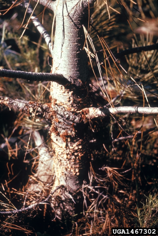 comandra blister rust (Cronartium comandrae Peck)