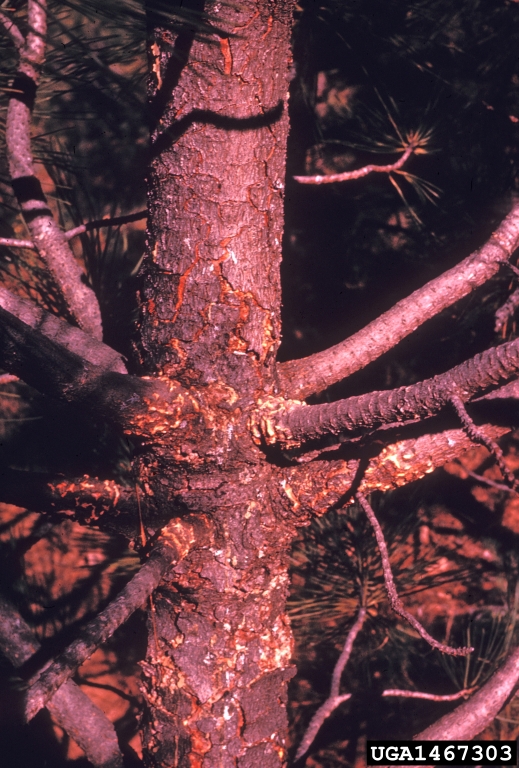 comandra blister rust (Cronartium comandrae Peck)