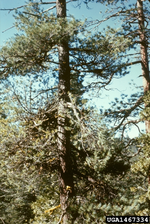 ponderosa pine dwarf mistletoe (Arceuthobium vaginatum)