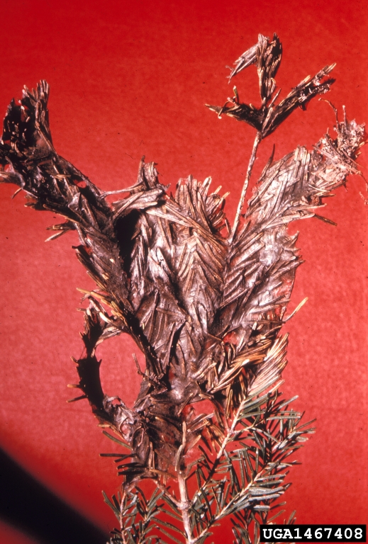 brown felt blight (Herpotrichia juniperi (Duby) Petr.)