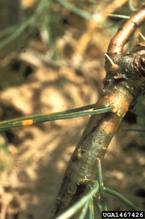 white pine blister rust (Cronartium ribicola)