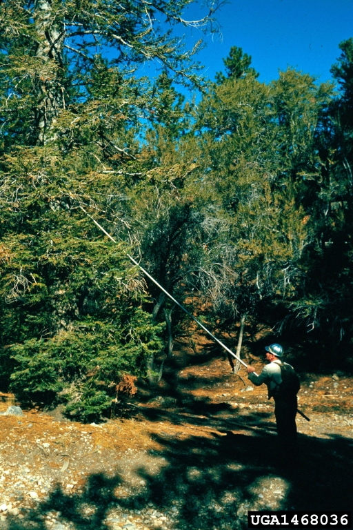 Douglas-fir tussock moth (Orgyia pseudotsugata)