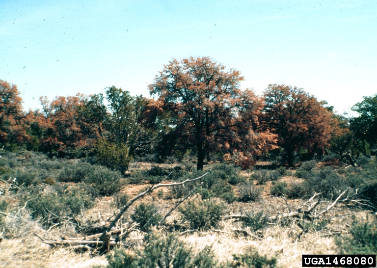 pinyon ips (Ips confusus)