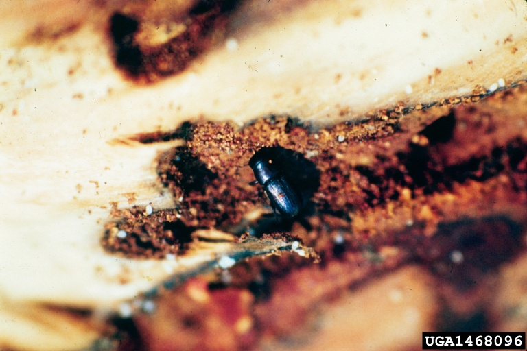 red turpentine beetle (Dendroctonus valens LeConte, 1860)