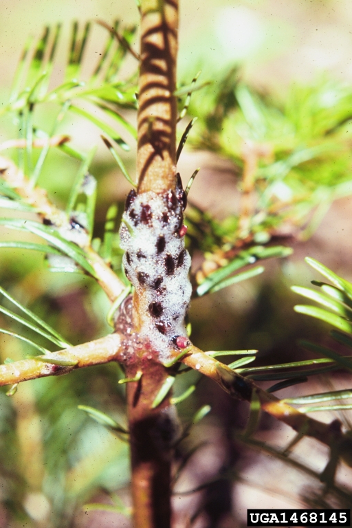 spittlebugs or froghoppers (family Cercopidae) (Family Cercopidae)