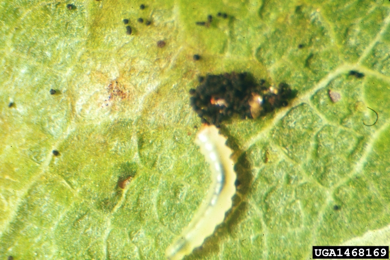 aspen leafminer (Phyllocnistis populiella Chambers)