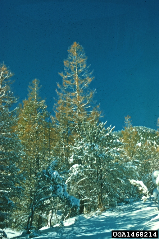 western spruce budworm (Choristoneura occidentalis)