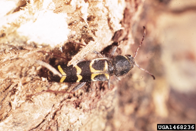 banded ash borer (Neoclytus caprea (Say, 1824))