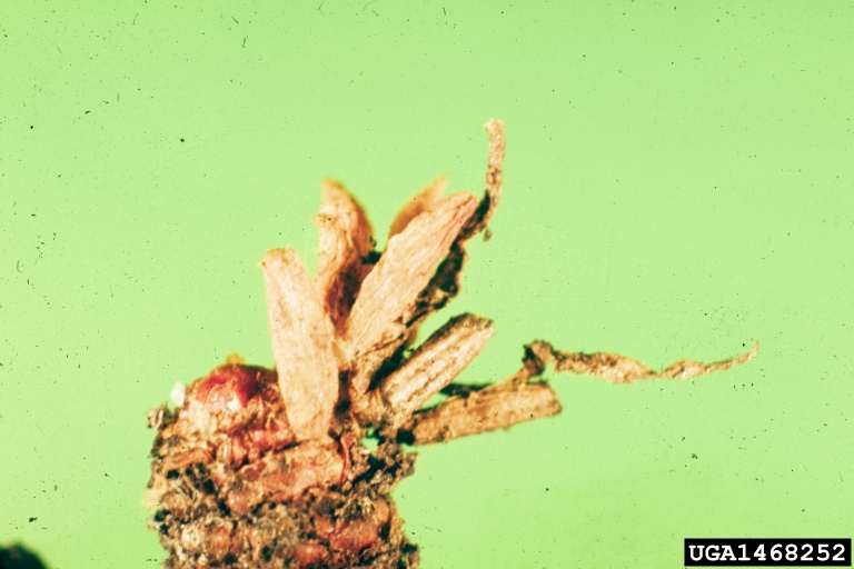 larch casebearer (Coleophora laricella (Hubner))