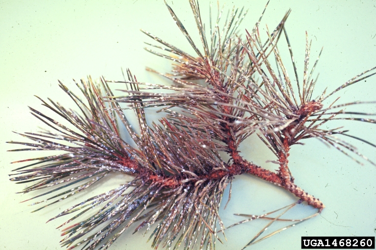 pine needle scale (Chionaspis pinifoliae (Fitch))