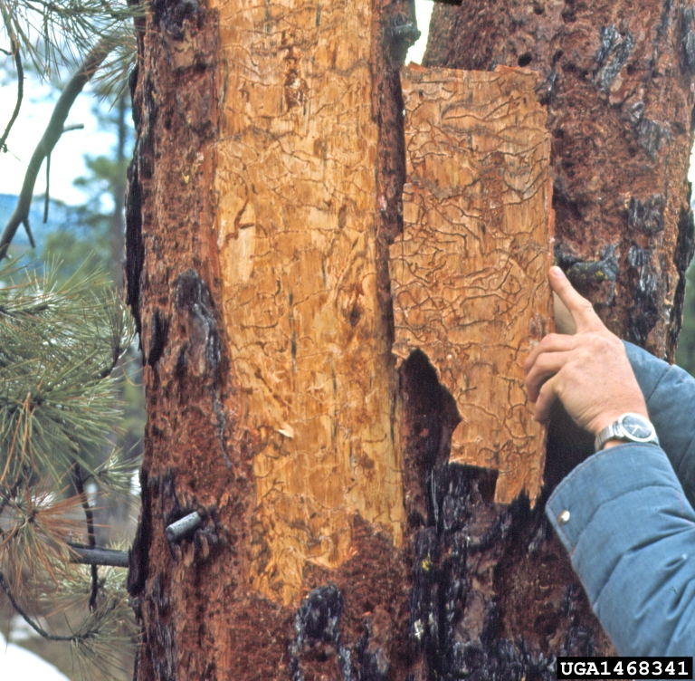 western pine beetle (Dendroctonus brevicomis)