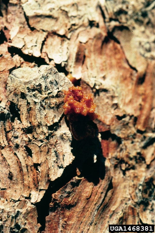 spruce beetle (Dendroctonus rufipennis)