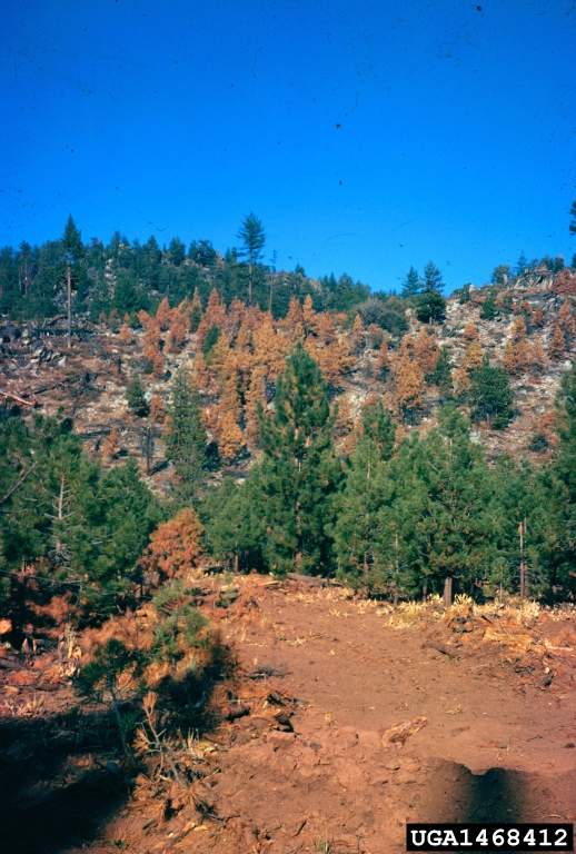 Ips engraver beetles (Genus Ips)