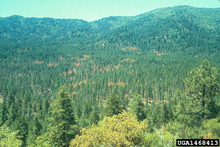 Arizona fivespined ips (Ips lecontei)