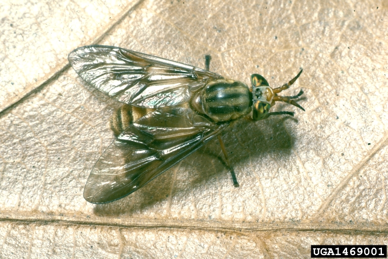 deer fly (Chrysops atlanticus)