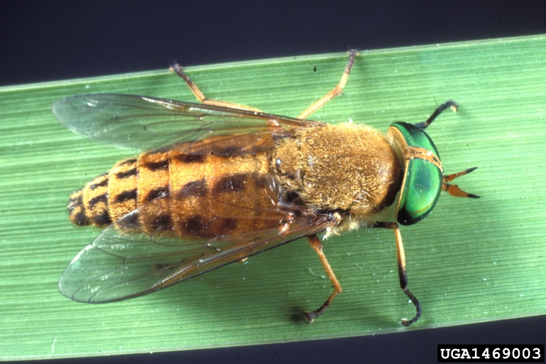 horse fly (Tabanus fulvulus Wiedemann, 1828)