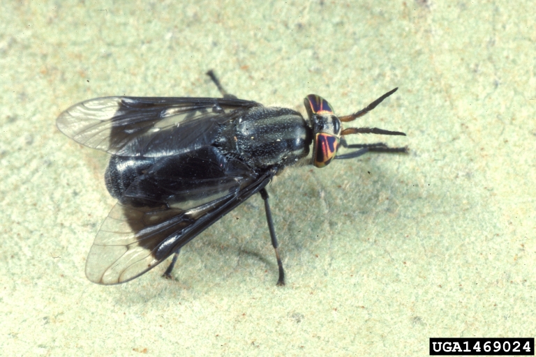black deer fly (Chrysops niger)