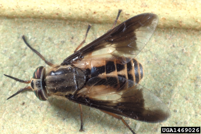 deer fly (Chrysops indus Osten Sacken, 1875)