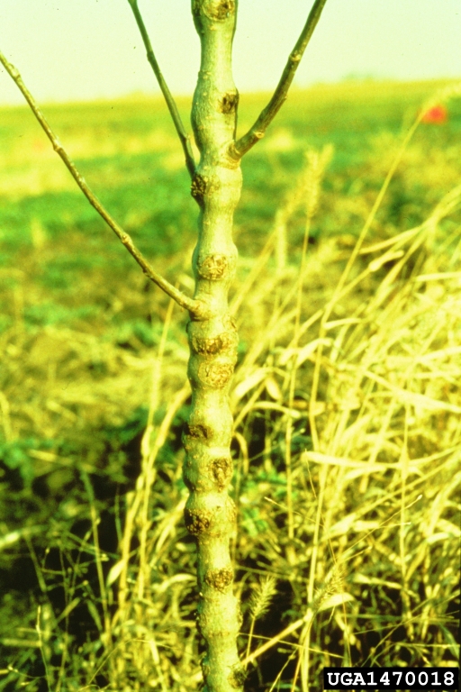 poplar gall saperda (Saperda inornata Say, 1824)