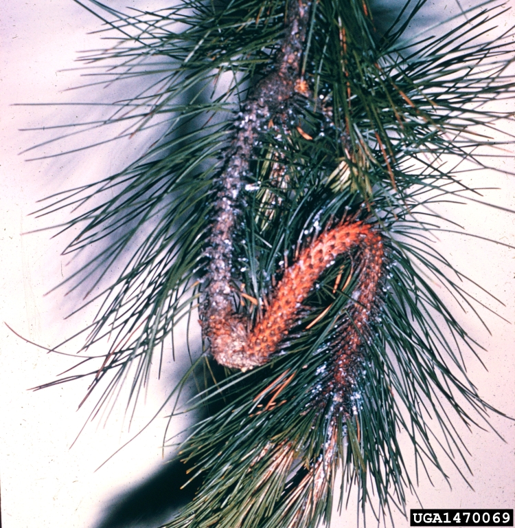 European pine shoot moth (Rhyacionia buoliana)