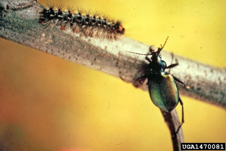 ground beetles (Genus Calosoma Weber, 1801)