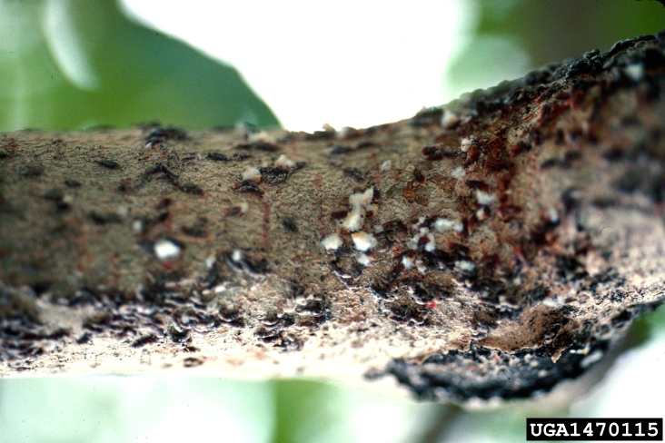 oystershell scale (Lepidosaphes ulmi (Linnaeus))