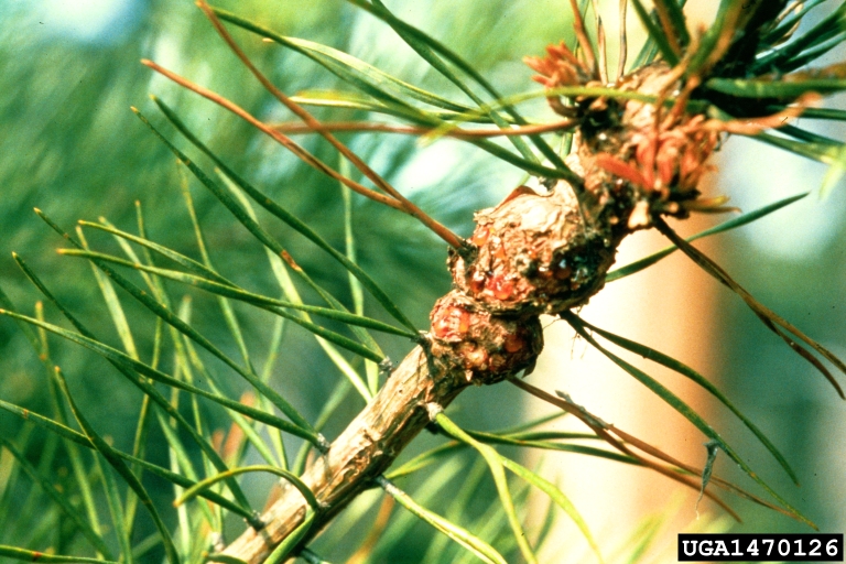 gall rust of jack pine (Cronartium quercuum f.sp. banksianae)