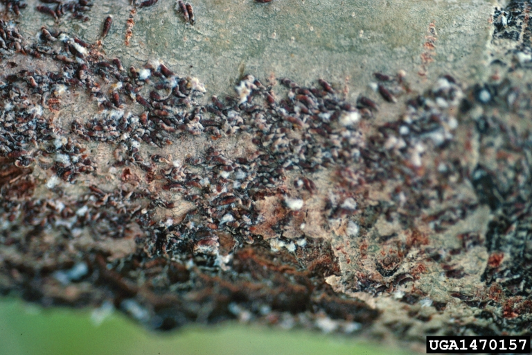 oystershell scale, Lepidosaphes ulmi (Hemiptera: Diaspididae) - 1470157