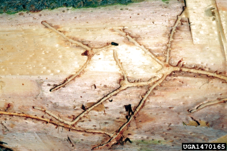 pine engraver (Ips pini (Say, 1826))